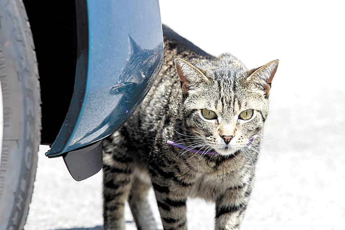 Cat controversy continues in Nashua | News, Sports, Jobs - The Nashua ...